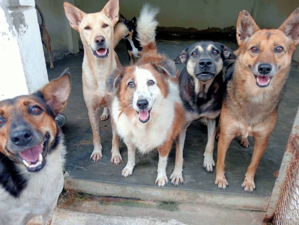 Dear All,. We Have A Long Way To Go To Settle Our .. | Malaysian Dogs ...