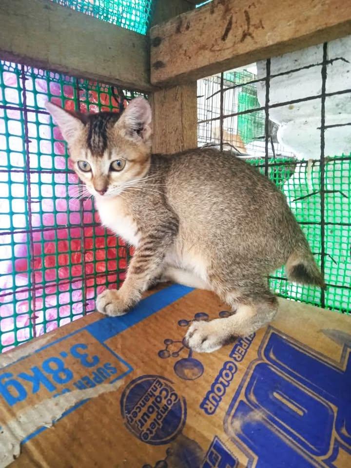 I'm Obi Wan Kenobi, The Cat With Swagger And Whisk.. | PetFinder.my ...