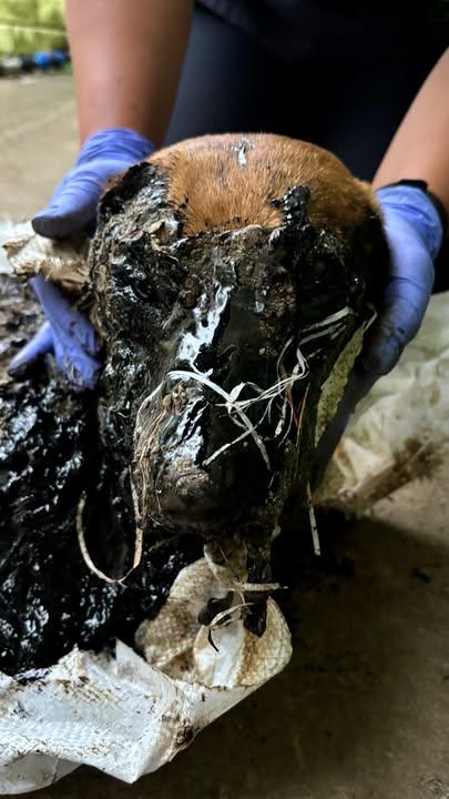 Rescuing A Dog Covered In Tar | PetFinder.my | PetFinder.my WAGazine