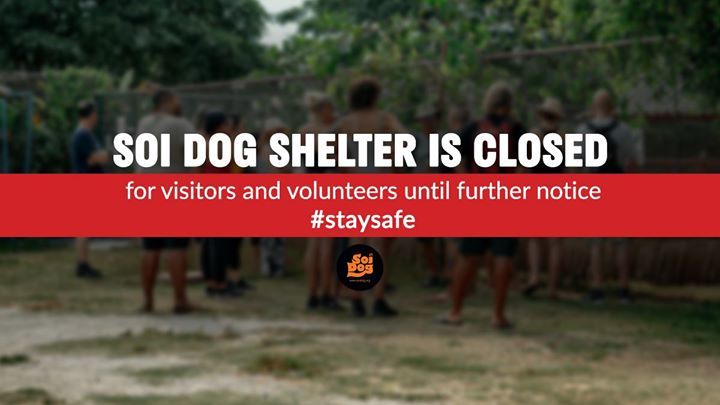 Soi Dog Foundation's Cover Photo | Soi Dog Foundation | PetFinder.my ...