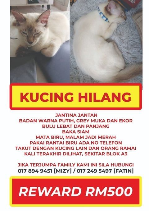 Sos. Has Anyone Seen Borobok?. He Was Last Seen At.. | SPCA Selangor ...