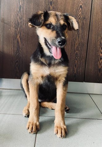 German Shepherd Dog Mix Puppy Adopted - 4 Months, German Shepherd Mixed ...