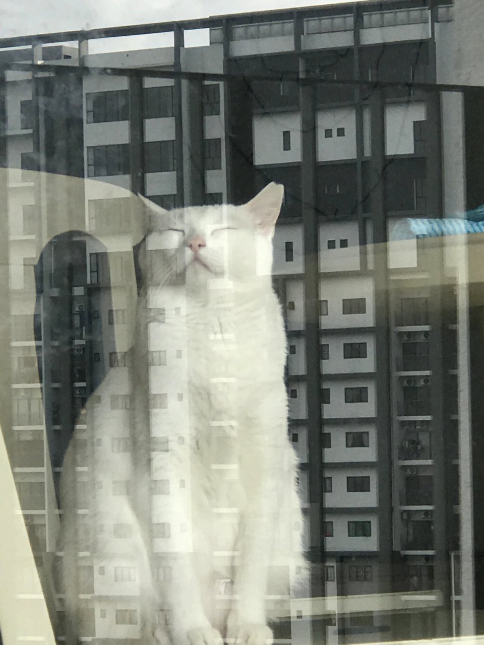 Domestic Medium Hair Cat For Adoption - 4 Years 7 Months, Bushka from ...