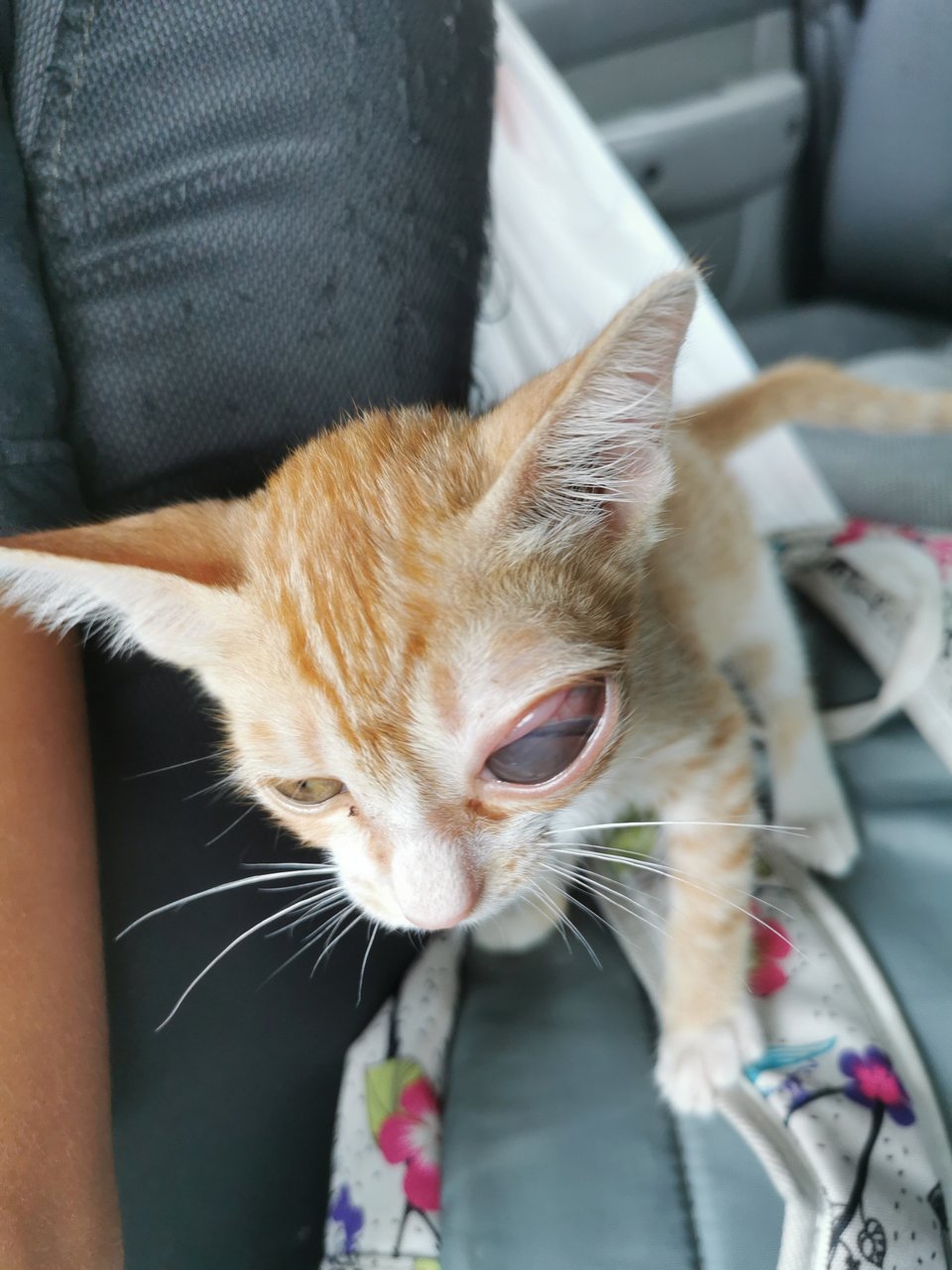 Domestic Short Hair Kitten For Adoption - 6 Months, Kap Chai from ...