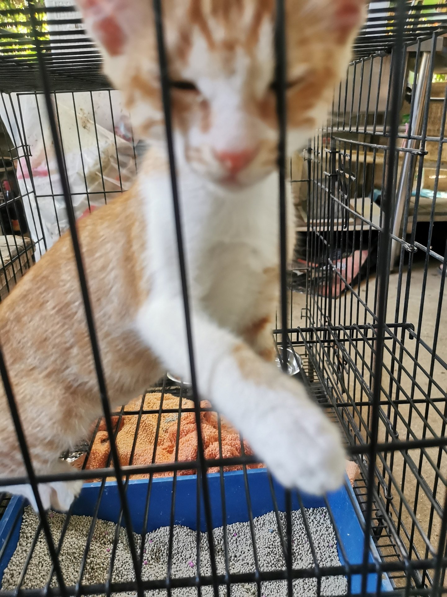 Domestic Short Hair Kitten For Adoption - 6 Months, Kap Chai from ...