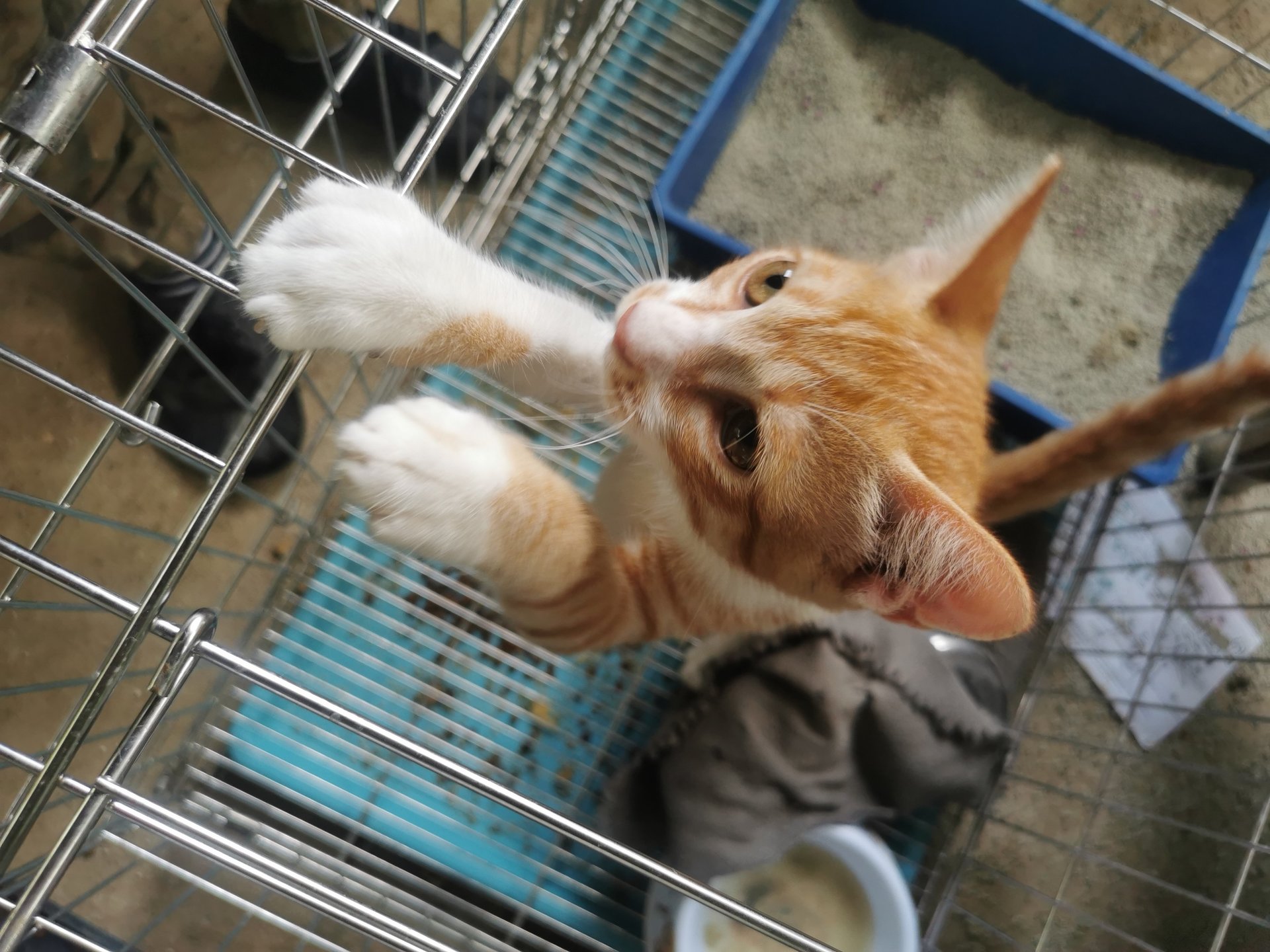 Domestic Short Hair Kitten For Adoption - 6 Months, Kap Chai from ...