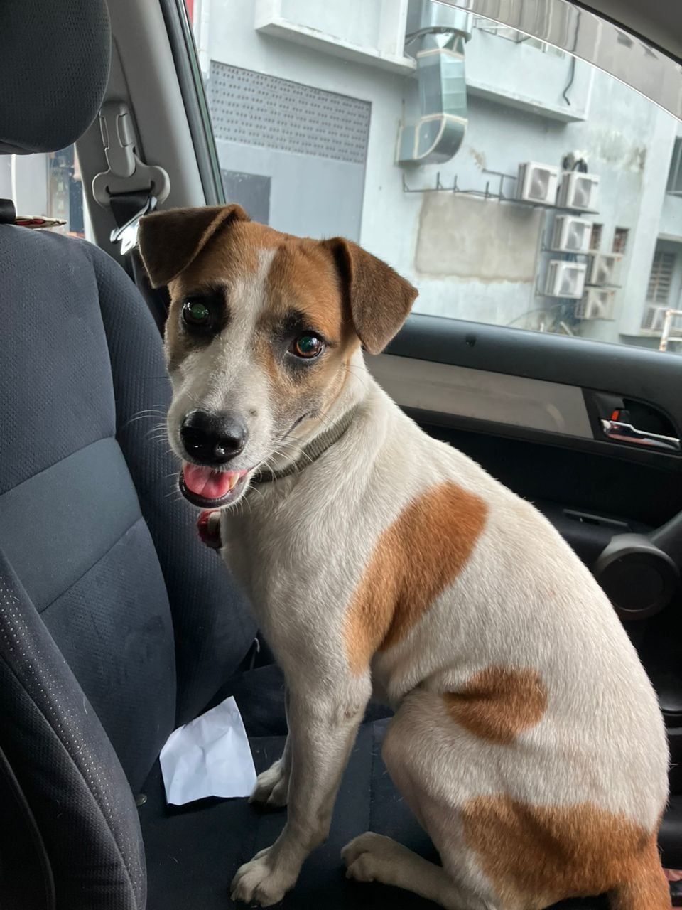 Terrier Dog For Adoption - 3 Years, Che Che from Petaling Jaya ...