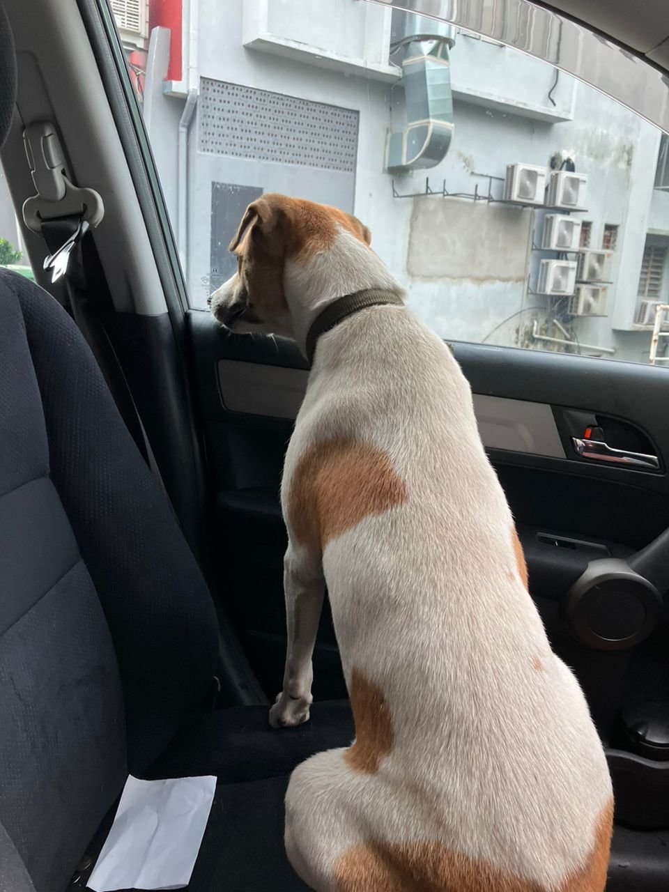 Terrier Dog For Adoption - 3 Years, Che Che from Petaling Jaya ...