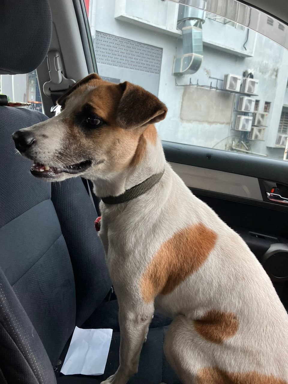 Terrier Dog For Adoption - 3 Years, Che Che from Petaling Jaya ...