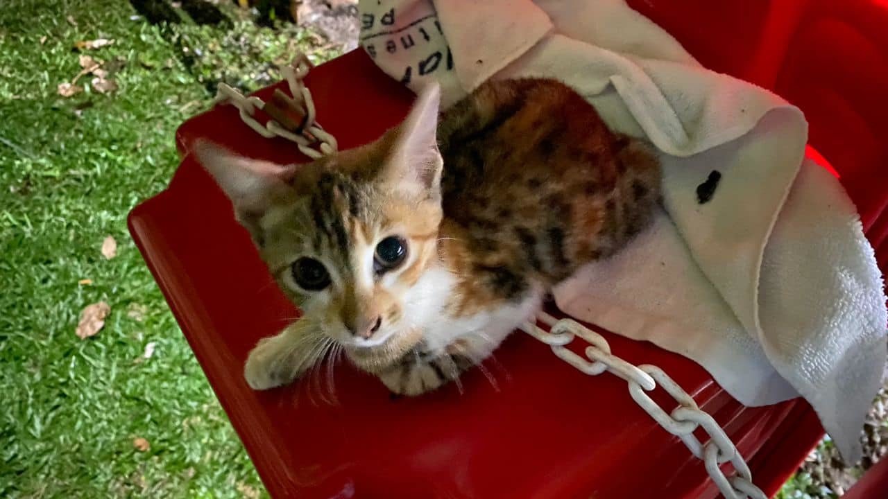 Domestic Short Hair Kitten For Adoption - 6 Months, Bubble/chacha from ...