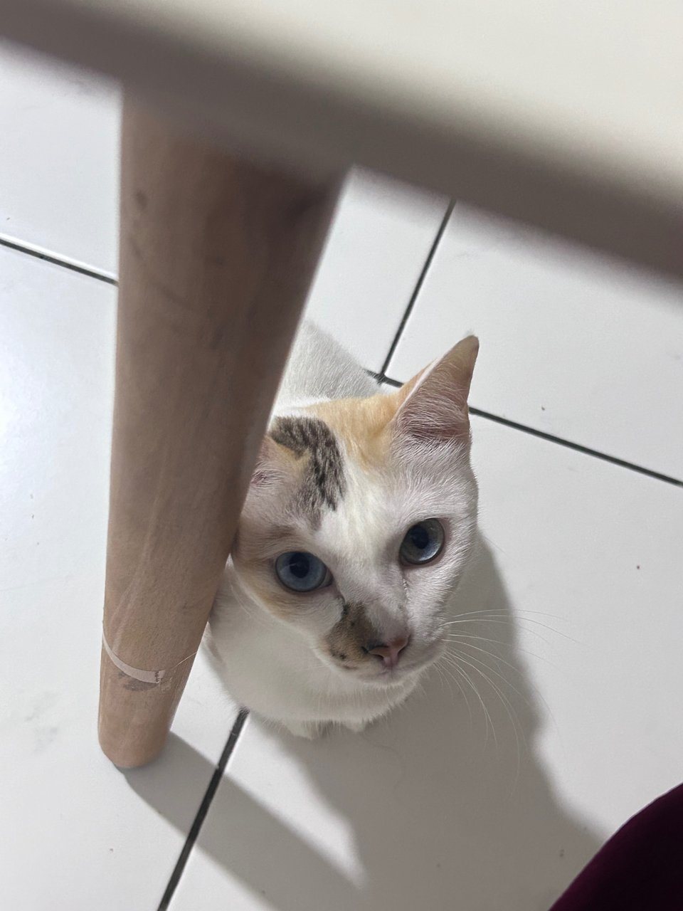 Domestic Short Hair Cat For Adoption - 3 Years 6 Months, Shiro from ...