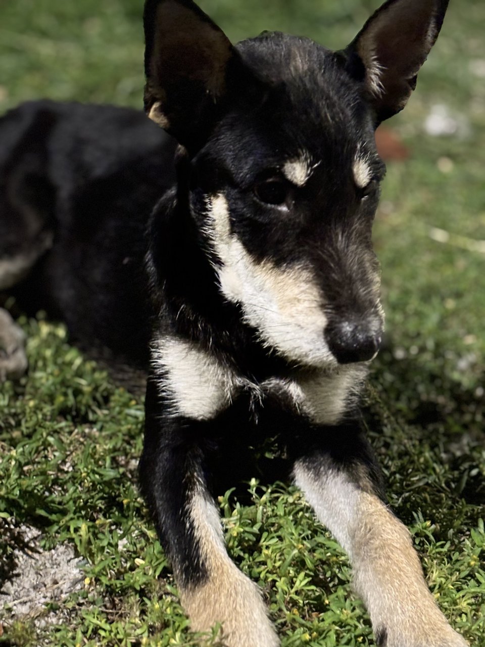 Scottish Terrier Scottie Mix Puppy For Adoption - 11 Months, Scottish ...