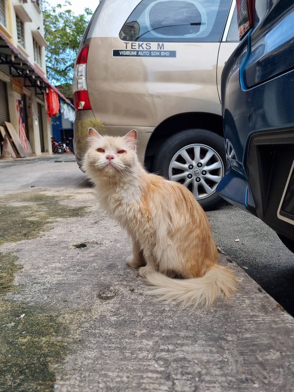Persian Cats For Adoption - 2 Years, Peally from Setapak, Kuala Lumpur ...