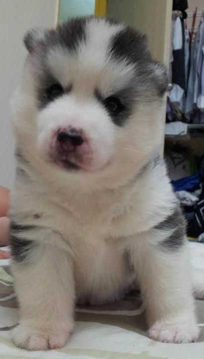 Siberian Husky Puppy Sold - 10 Years 5 Months, Siberian Husky from ...