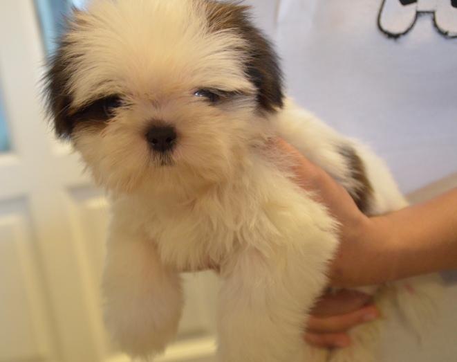 Shiba Inu Puppies Sold - 11 Years 7 Months, Shih Tzu - Heavy Coat from ...