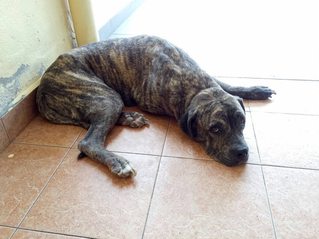 Bullmastiff Mix Dog In Heaven - 5 Years, T-rex from Petaling Jaya ...