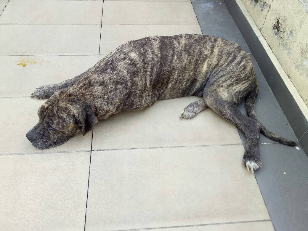 Bullmastiff Mix Dog In Heaven - 5 Years, T-rex from Petaling Jaya ...