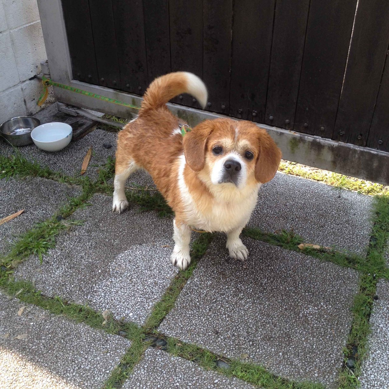 Beagle Dog Found - 5 Years, Found: Beagi Boy from Selangor - PetFinder.my