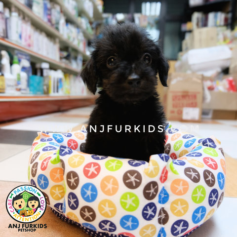 Silky Terrier + Poodle Puppy Sold - 2 Months, Adorable Female Silky ...