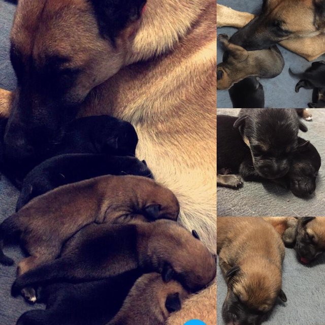 Belgian Shepherd Malinois Mix Puppies For Adoption - 4 Years 9 Months ...