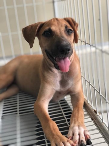 Black Mouth Cur Mix Puppy Adopted - 3 Years 5 Months, Coco from Puchong ...