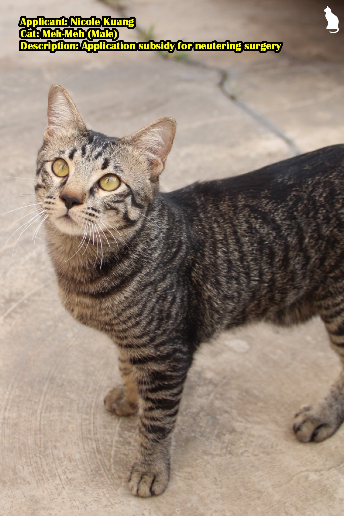 Neutering Sponsorship For 1 Male Cat, Meh Meh (Nicole Kuang Wei Fen’s ...
