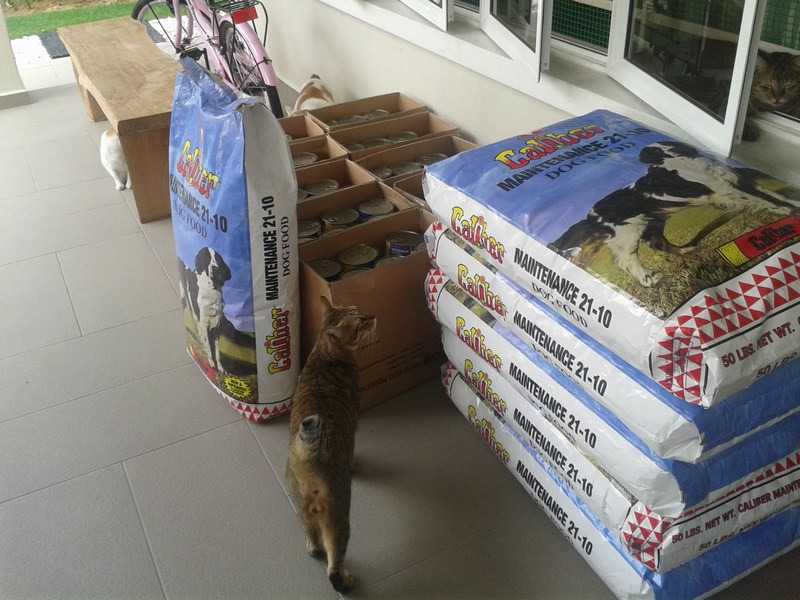 Dogfood For The Klang Community Dogs And Industrial Site Dogs (Lester ...