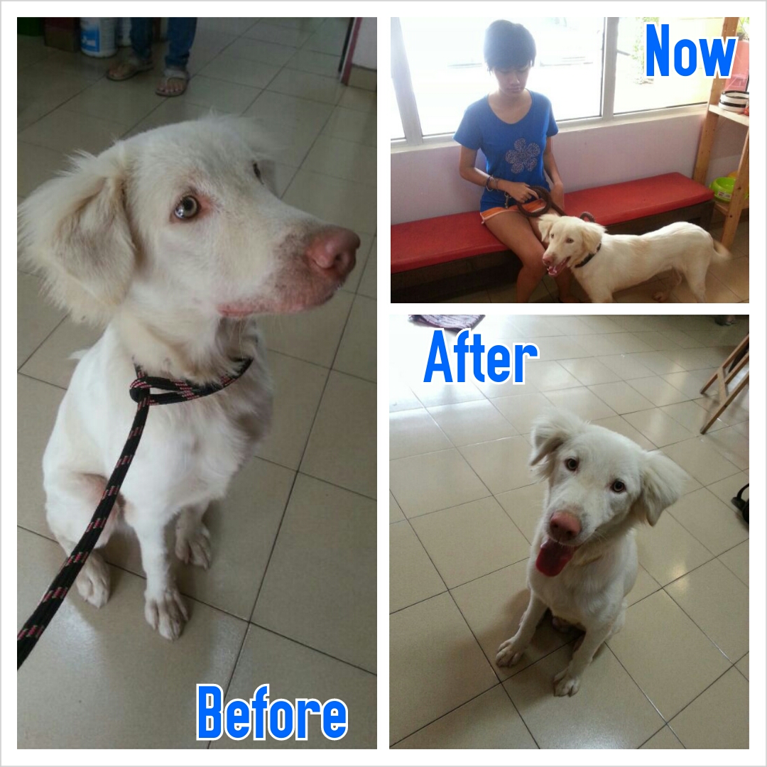 Neutering Sponsorship For Prince, Rescued Dog (now Adopted!) (Lester ...